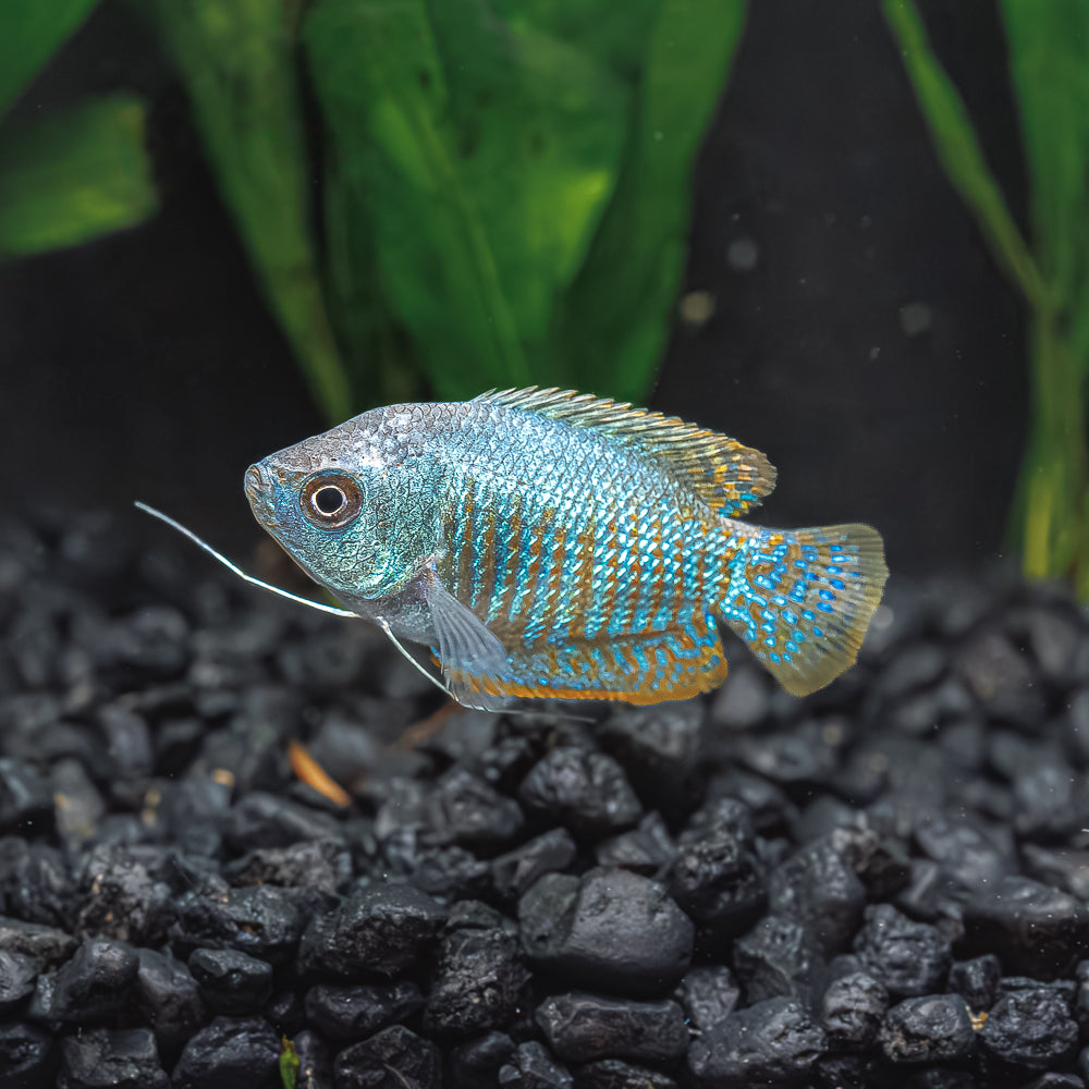Info Neon Blue Dwarf Gourami Aquarium Hobbyist Neon Blue Dwarf
