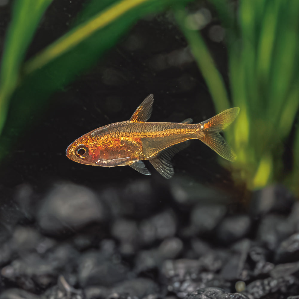 Vibrant Ember Tetras for Sale | Perfect for Community Aquariums - Flip ...