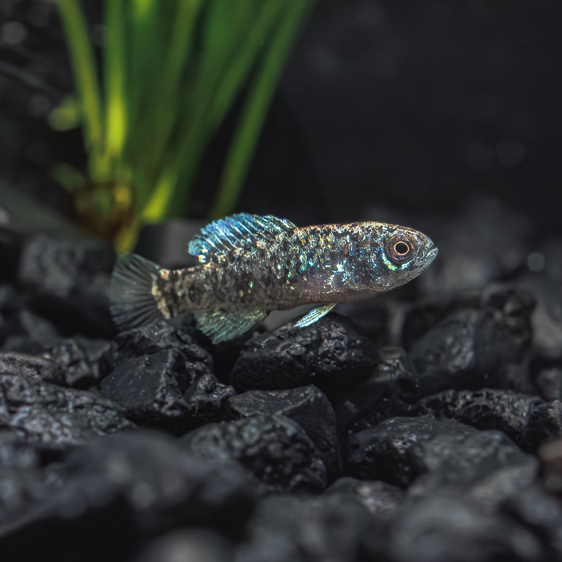 Vibrant Everglades Pygmy Sunfish: Nano Aquarium Delight