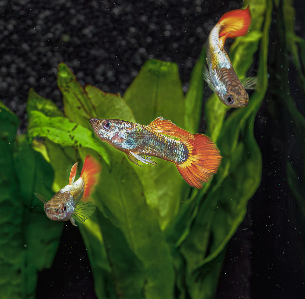 Discover the Vibrant Beauty of Flame Guppies for Your Aquarium