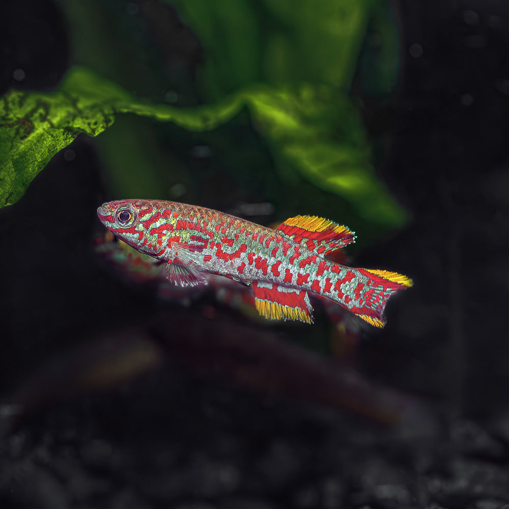 Gardener's Killifish | Fundulopanchax gardneri clauseni Akure