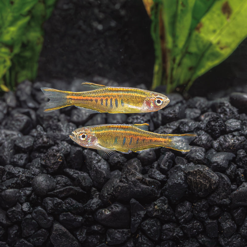 Danio Fish for Sale | Danios Fish Types