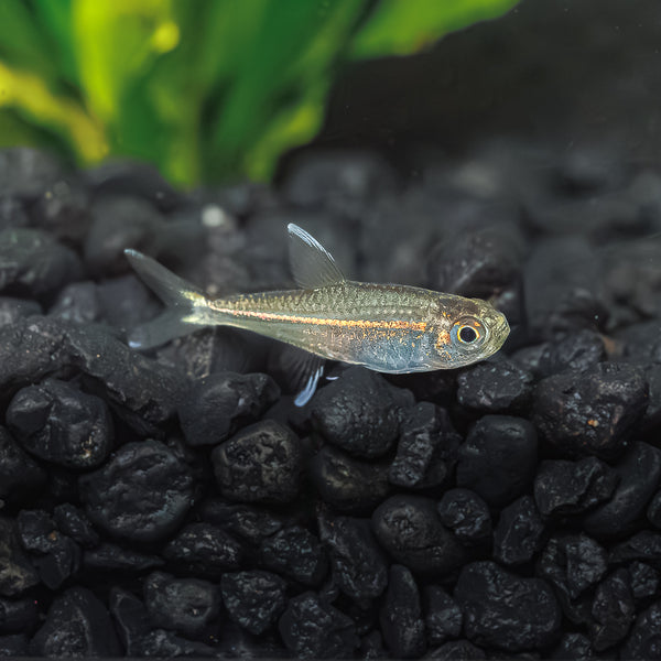 Hemigrammus rodwayi 'Gold' Tetra – Radiant Elegance for Your Aquarium ...