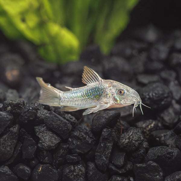 Green Corydora Catfish for Sale | Shop Our Green Corys