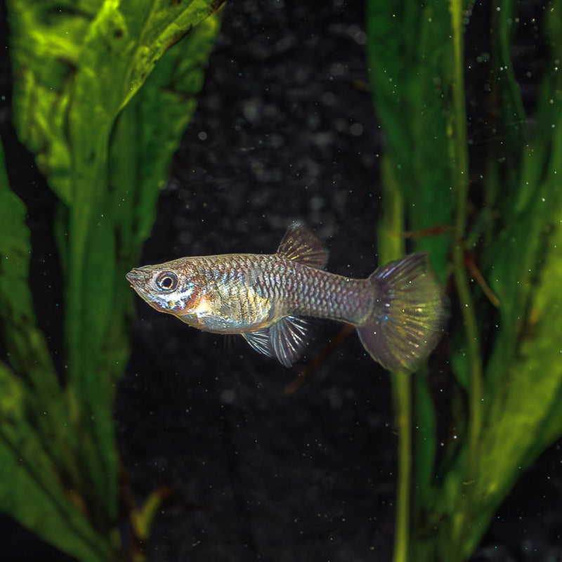 Green Moscow Guppy For Sale | Shop Freshwater Green Moscow Guppy