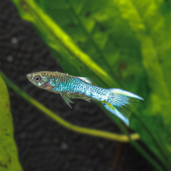 Japan Blue Lyretail Endler: Exquisite Beauty for Your Aquarium