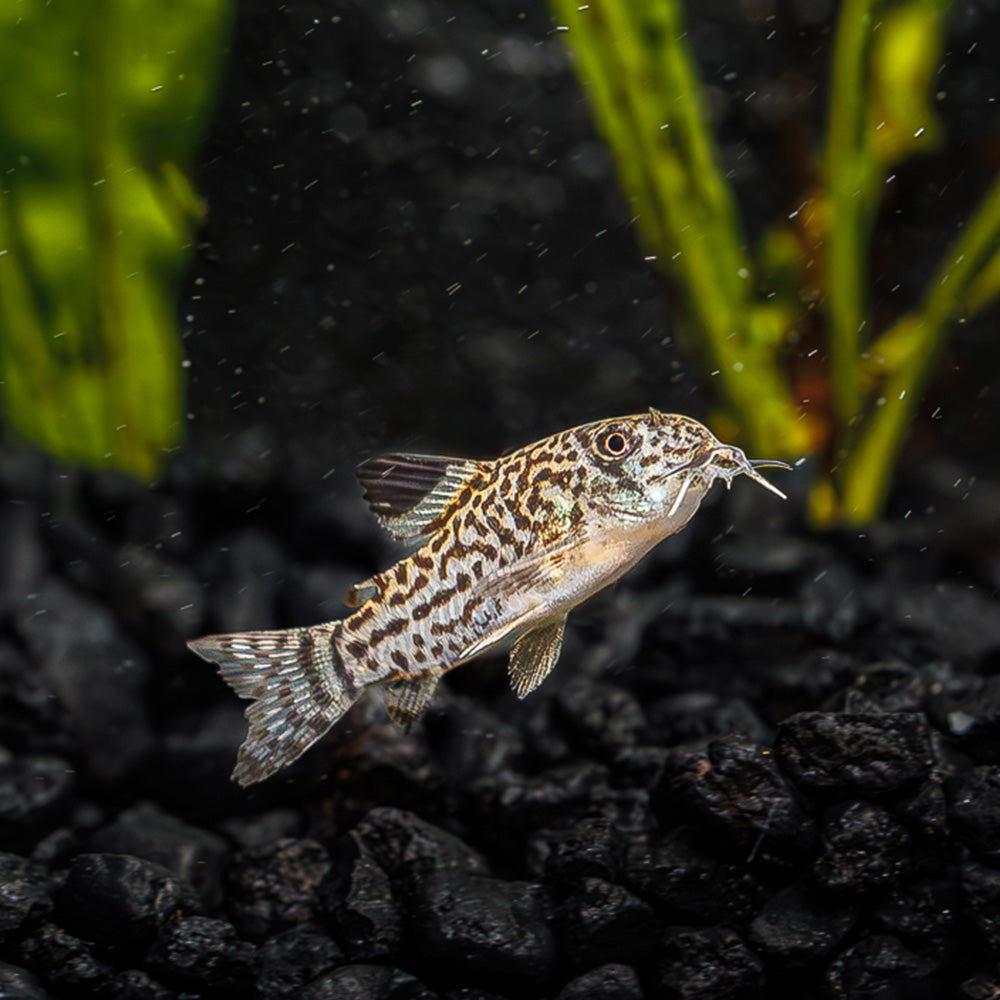 Corydora Catfish Collection | Pygmy & Panda Corydoras for Sale