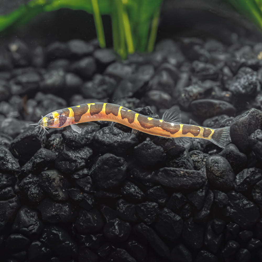 Kuhli Loach for Sale | Kuhli Loaches for Your Aquarium