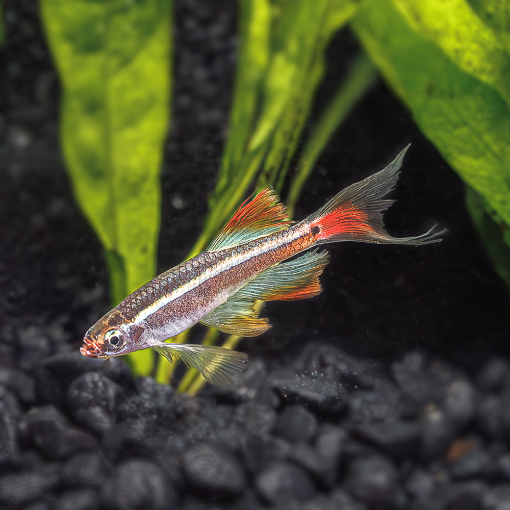 Longfin White Cloud Minnow | Tanichthys albonubes "Long Fin"