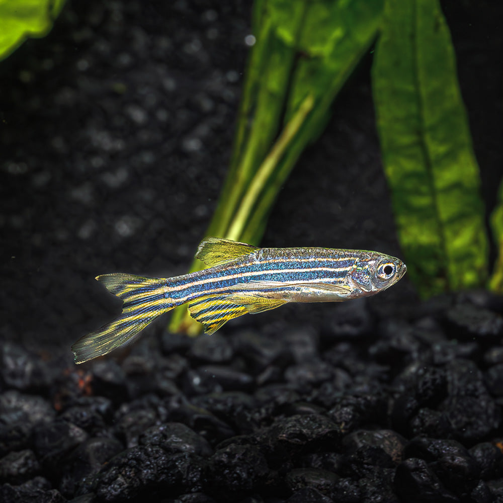 Danio Fish for Sale | Danios Fish Types