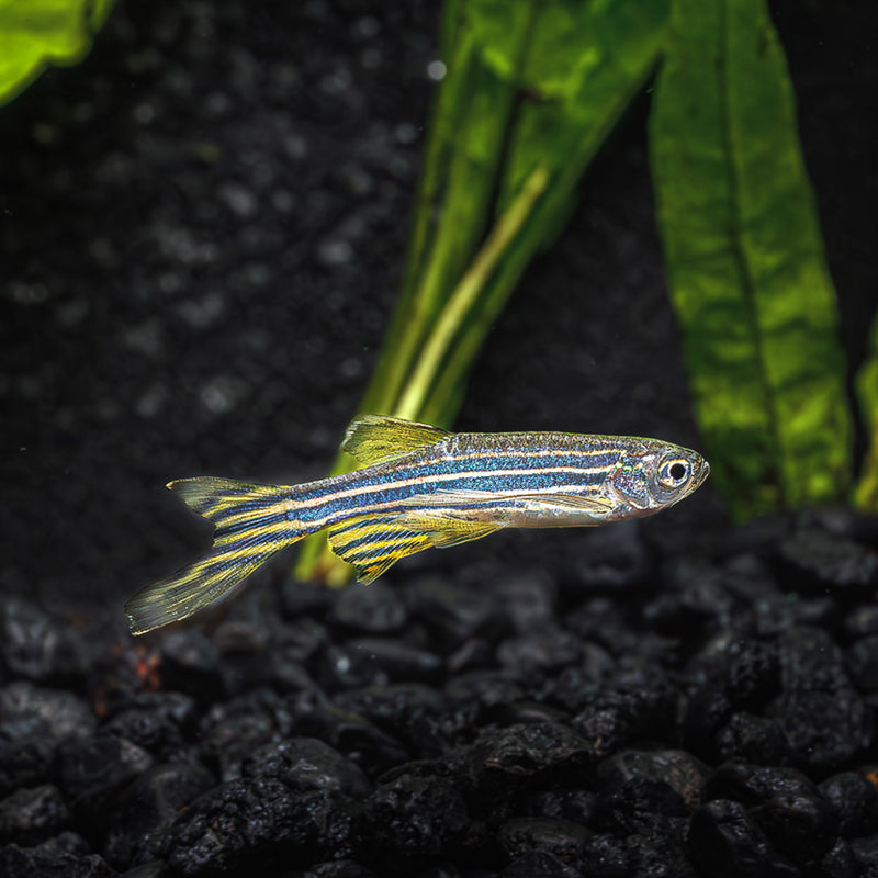 Danio Fish for Sale | Danios Fish Types