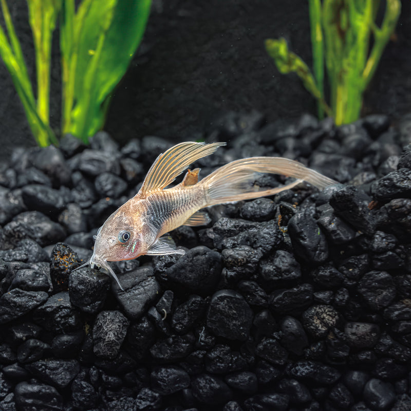 Corydora Catfish Collection | Pygmy & Panda Corydoras for Sale