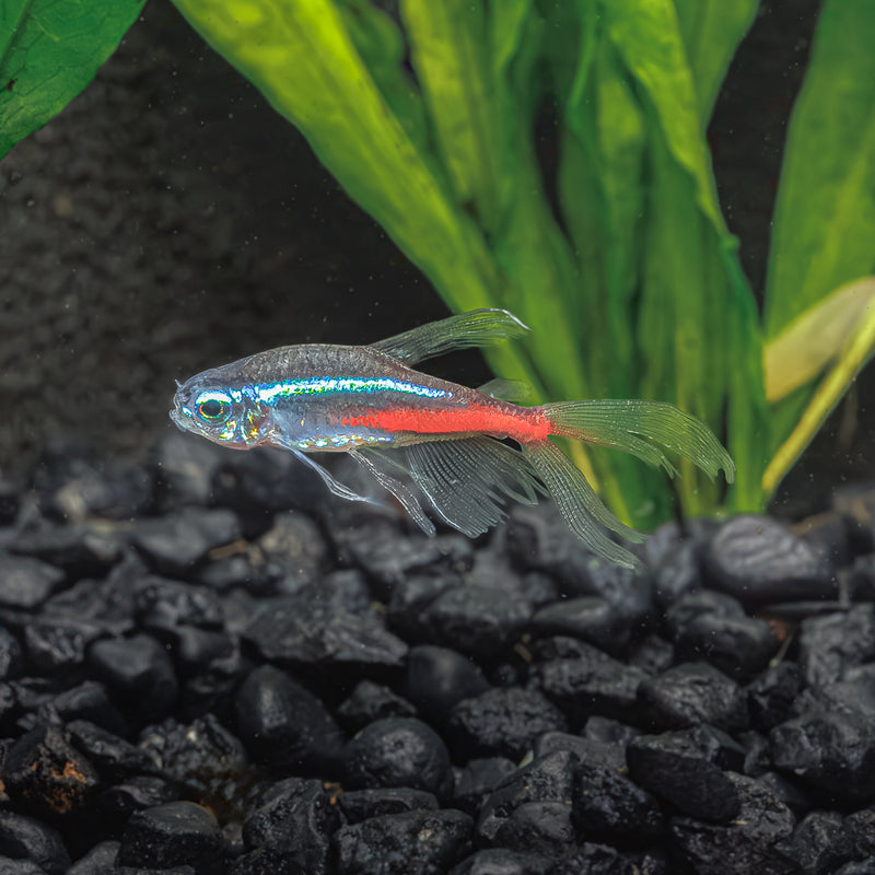 Long Fin Neon Tetra: Striking Schooling Fish