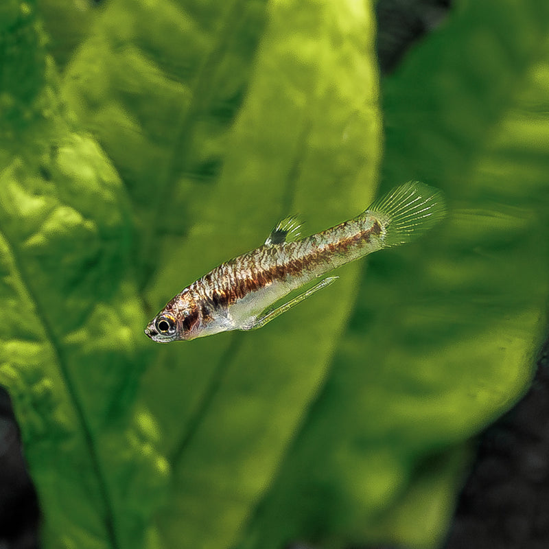 Killifish for Sale | Types of Killifish