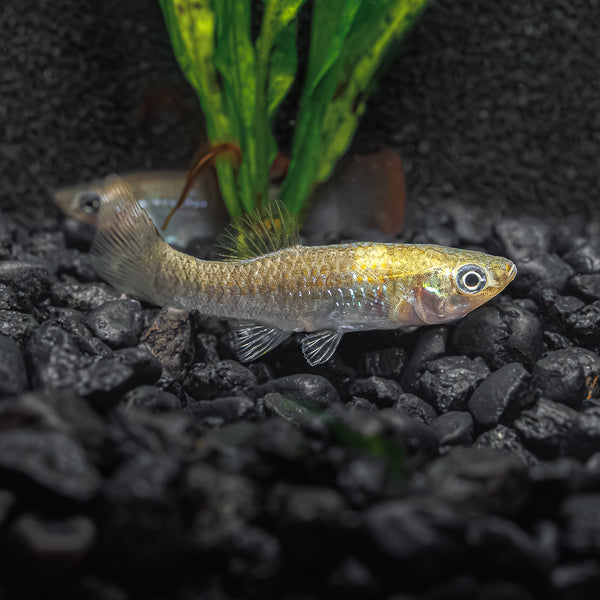 Liberty Molly for Sale | 100% LIVE ARRIVAL GUARANTEE