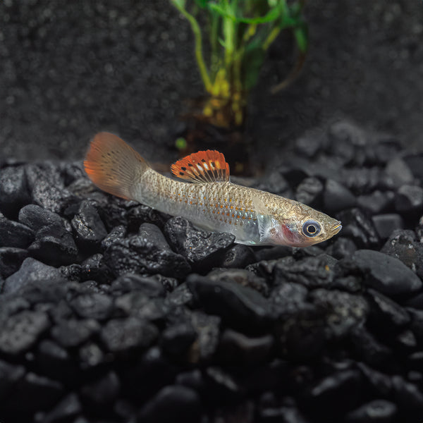 Liberty Molly: Vibrant Elegance for Aquatic Enthusiasts - Flip Aquatics