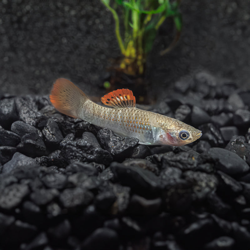 Liberty Molly for Sale | 100% LIVE ARRIVAL GUARANTEE