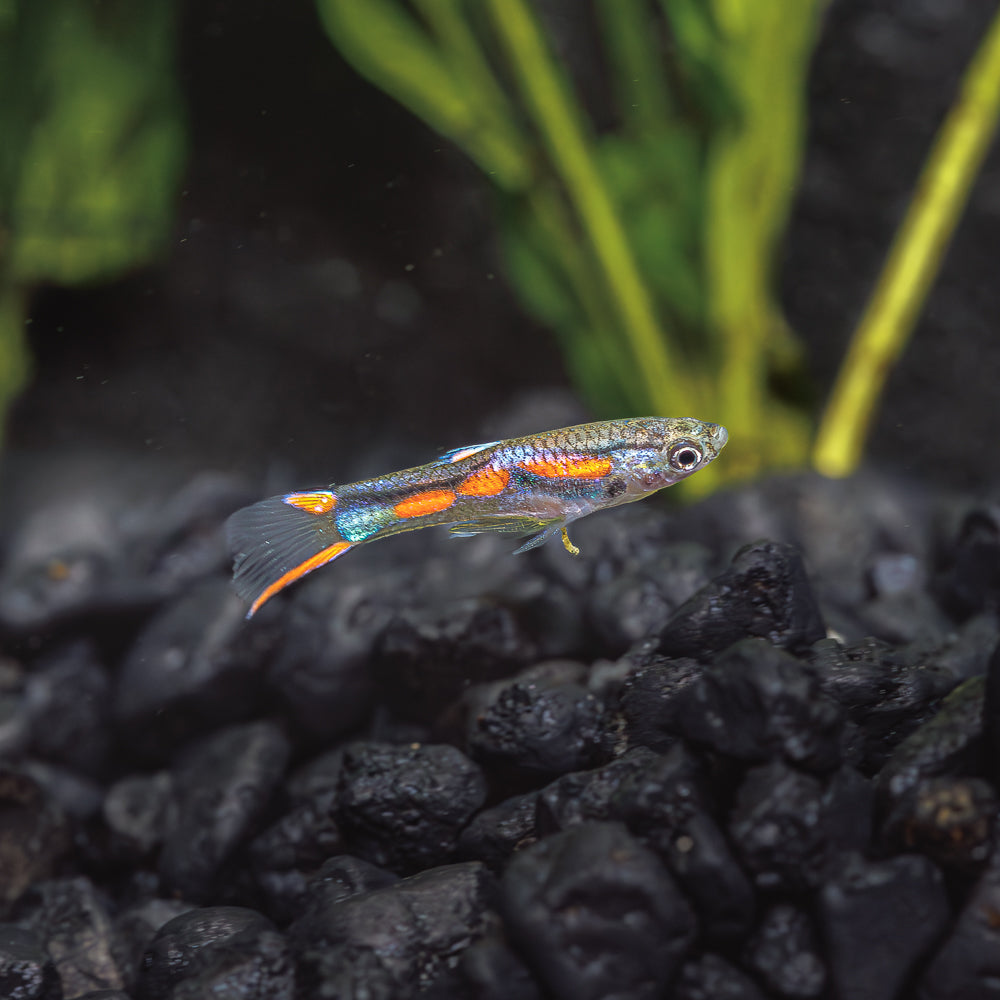 Brilliant Endler's Livebearers for Sale - Nano Fish