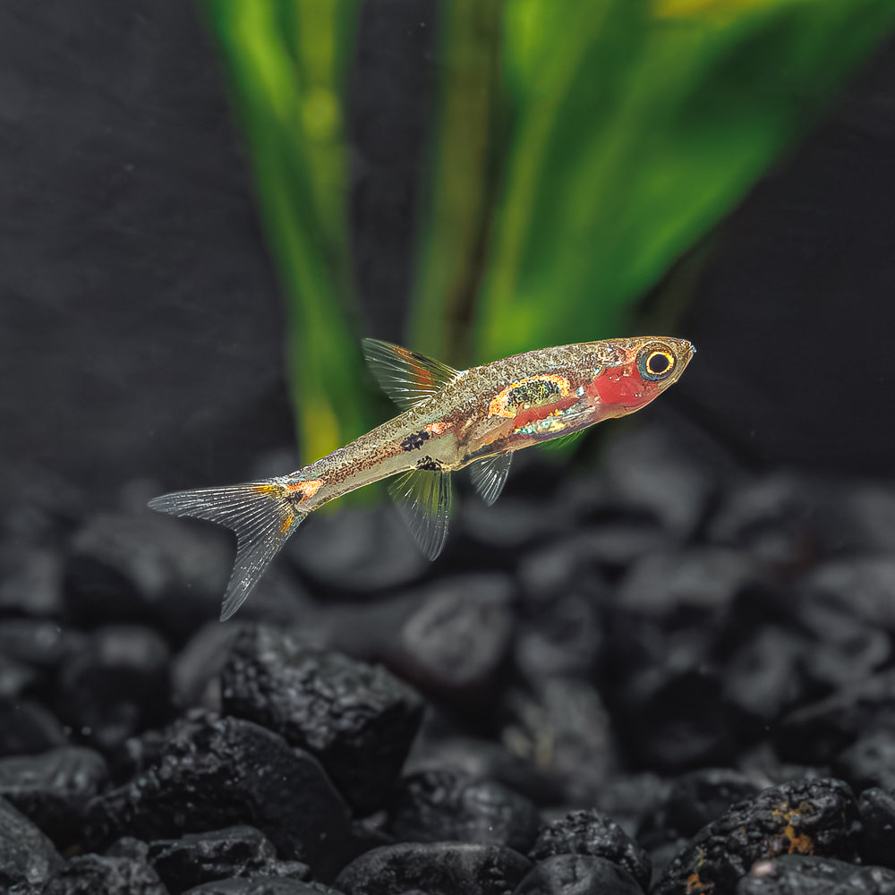 Merah Rasbora - Flip Aquatics