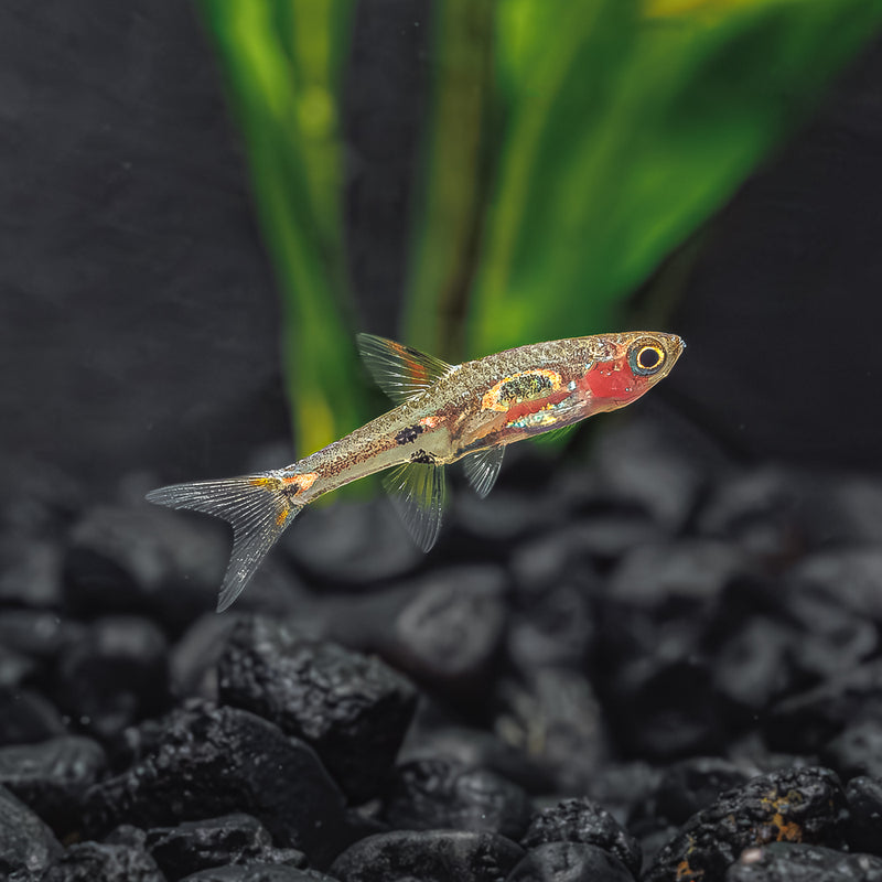 Rasbora - Flip Aquatics