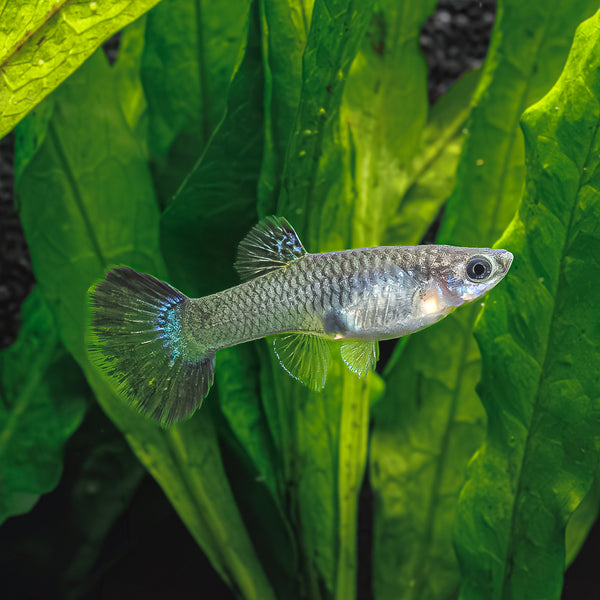 Metal Yellow Lace Guppy for Sale | Yellow Metal Guppy