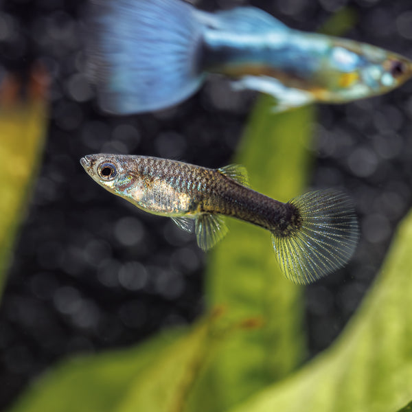Shop Neon Blue Guppy | Neon Blue Guppy Fish For Sale Online