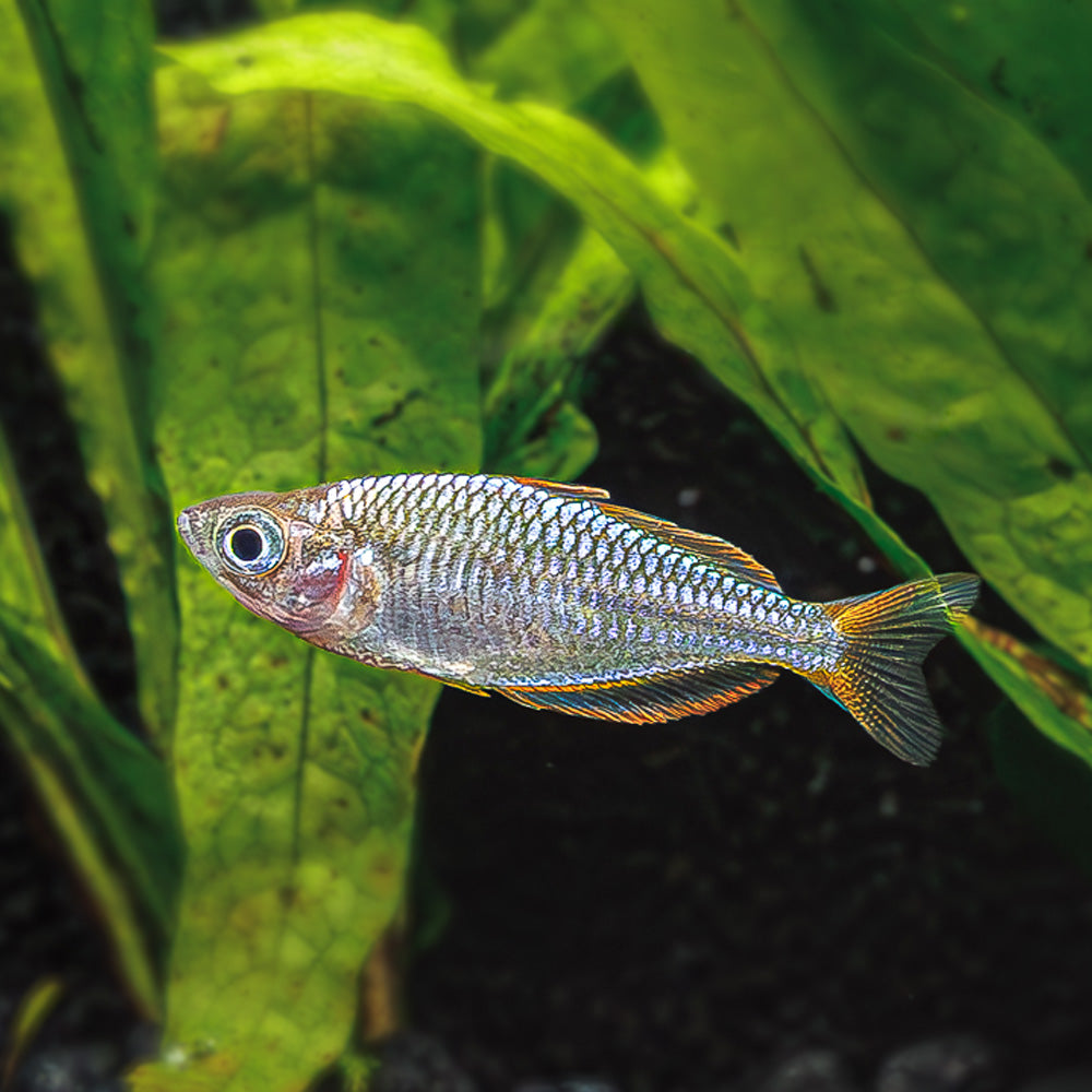 Rainbow Fish Swimming Around Habgood River Rainbow – Tropical