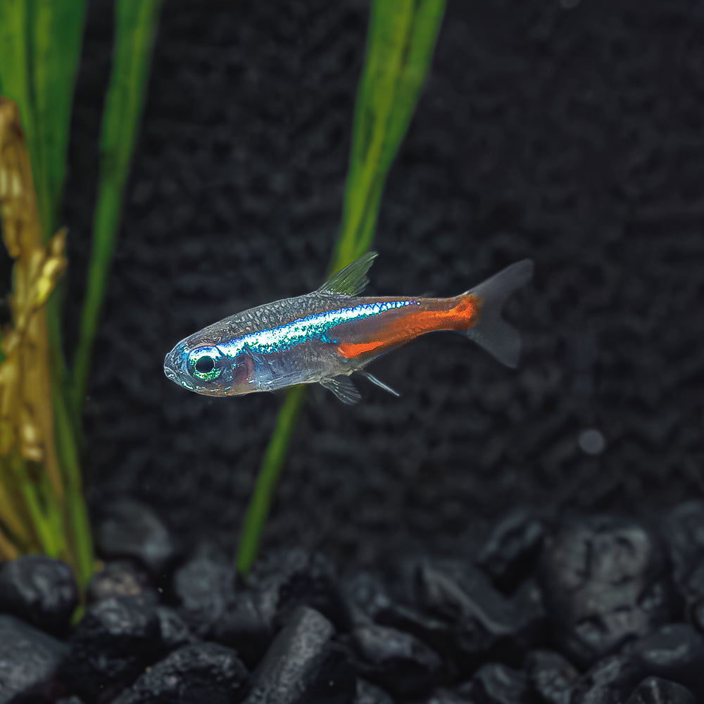 Shop Nano Fish - Flip Aquatics