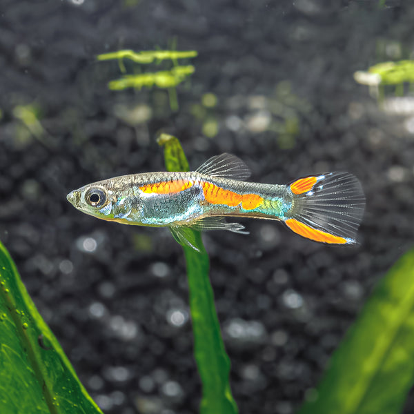 Orange Endler for Sale | Orange Endlers Livebearer