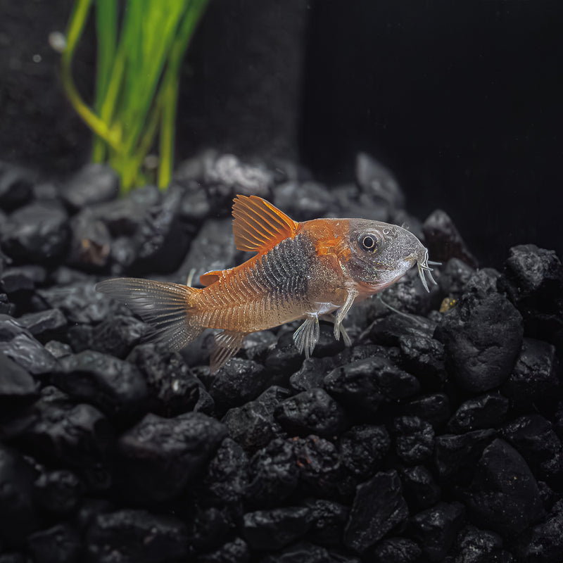 Orange Venezuelan Corydoras for Sale | Venezuelan Cory