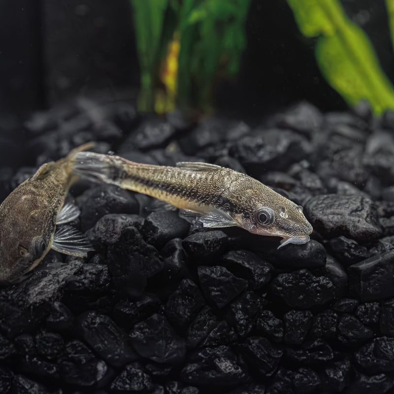 Shrimp Compatible Nano Fish for Sale | 100% Live Arrival Guarantee