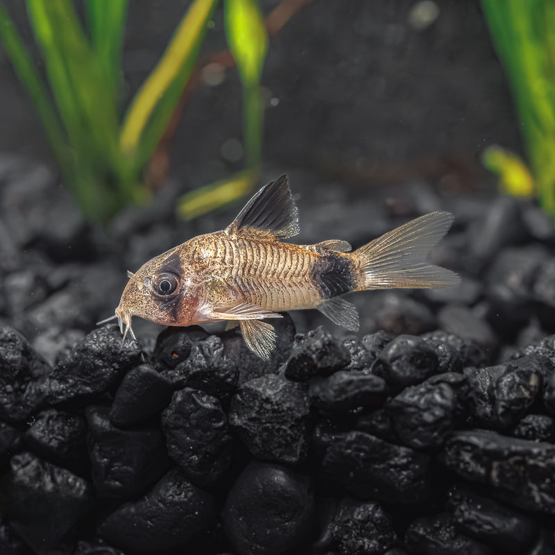 Corydora Catfish Collection | Pygmy & Panda Corydoras for Sale