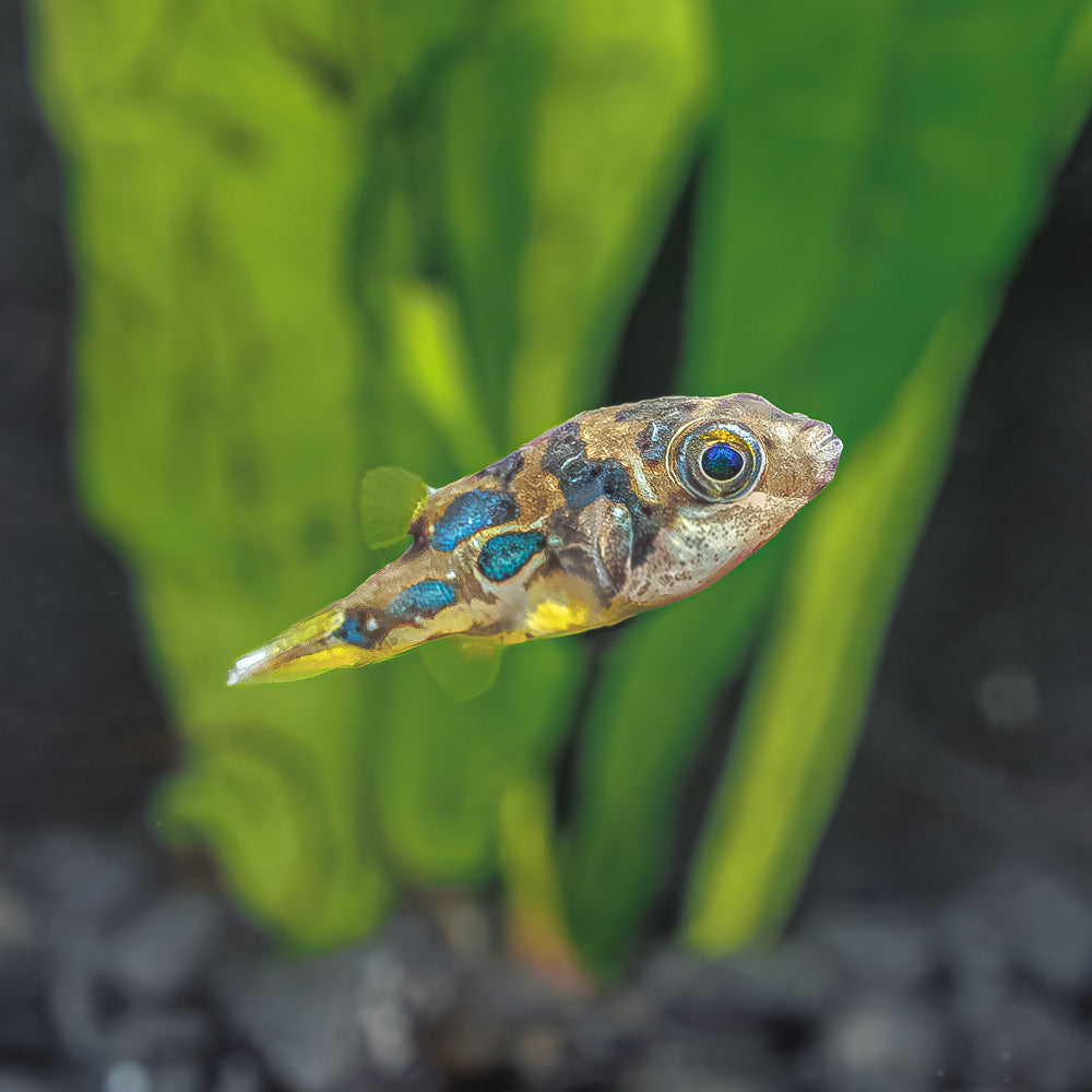 Pea Puffers | Freshwater Pea Puffer for Sale