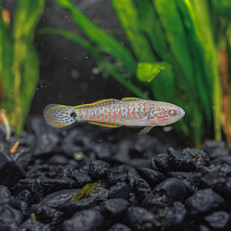 Gobies for Sale | Freshwater Goby Fish