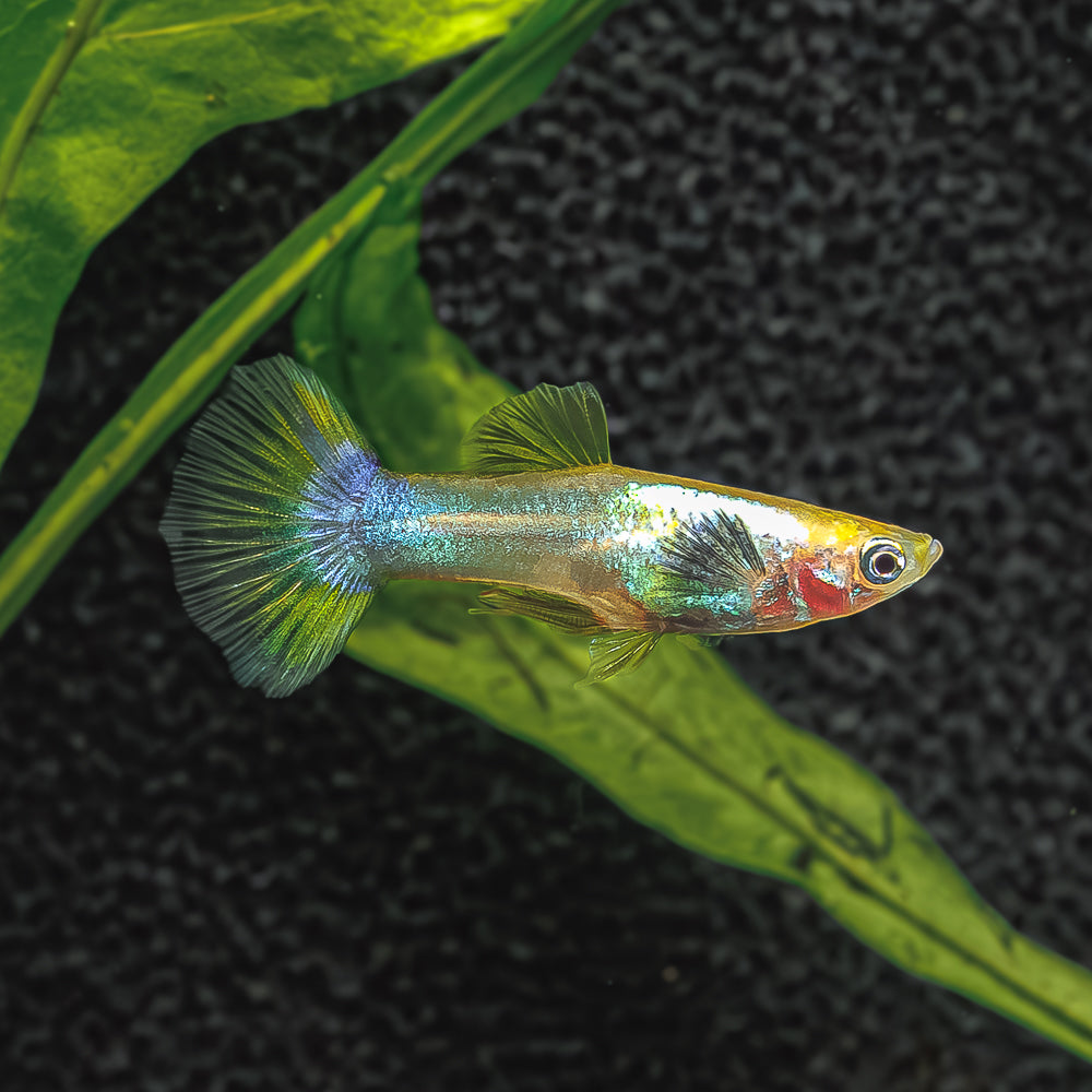 Freshwater Fish for Sale | Fresh water Fish at Flip Aquatics Page 9