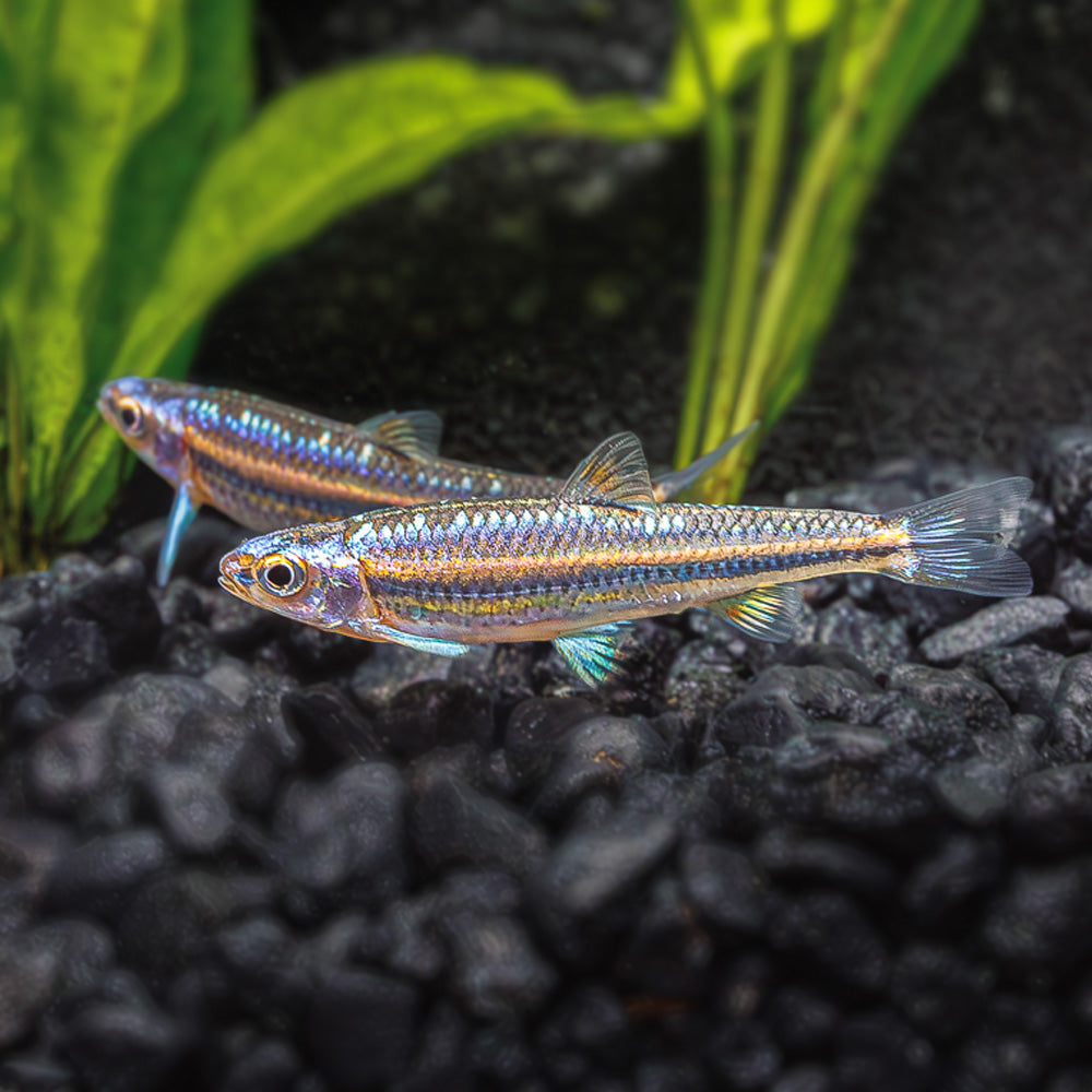 Shop Nano Fish Page 2 - Flip Aquatics
