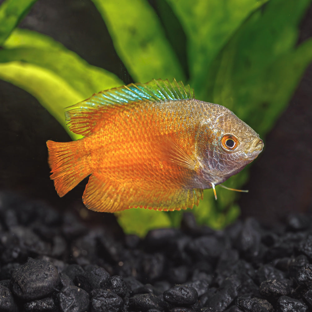 Flame Dwarf Gourami: Vibrant Aquarium Fish with Fiery Hues