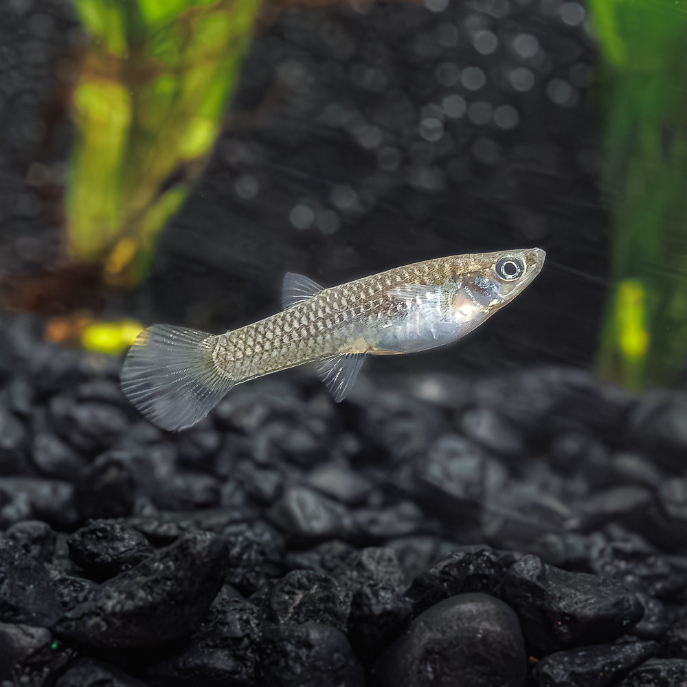 Red Swamp Guppy: Vibrant & Petite Aquatic Beauty for Your Aquarium