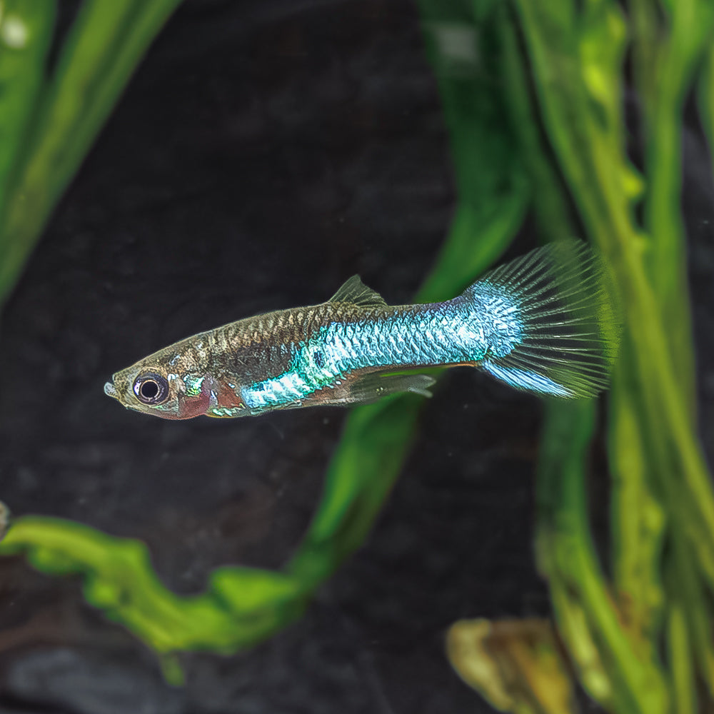 Royal Blue Endler: Vibrant Aquarium Fish for Stunning Aquatic Displays