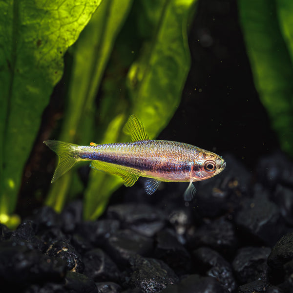 Blue Emperor Tetra | Royal Tetra for Sale Online