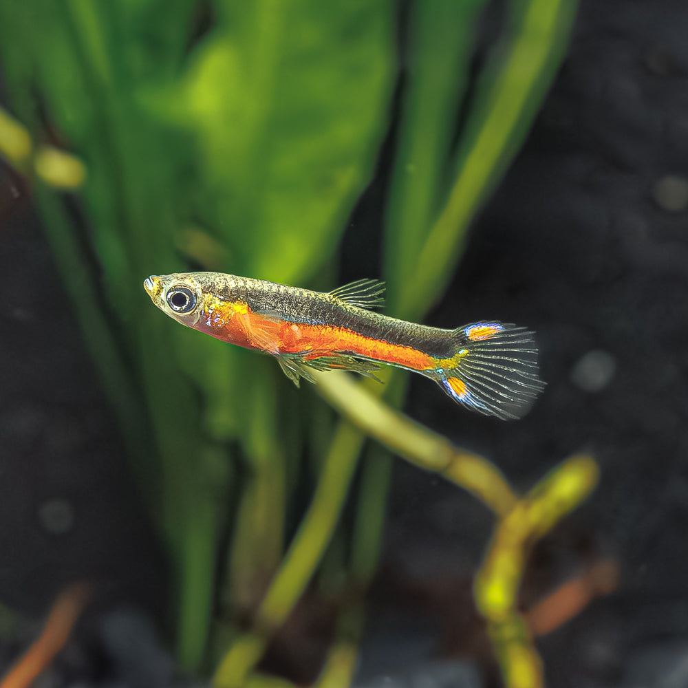 Captivating Santa Maria Bleeding Heat Endler: Beauty for Your Aquarium