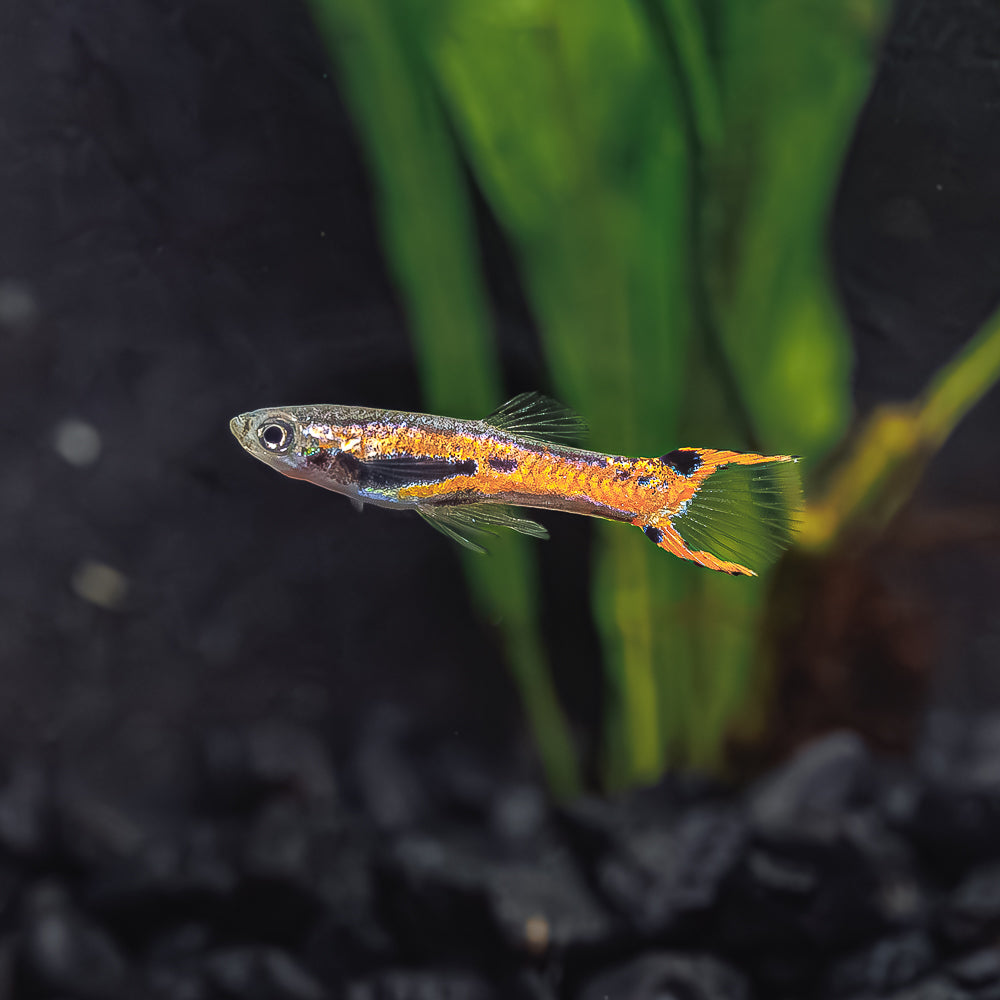 Shrimp Compatible Nano Fish for Sale | 100% Live Arrival Guarantee Page 3