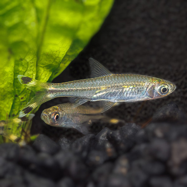 Scissortail Rasbora: Graceful Beauty for Your Aquarium