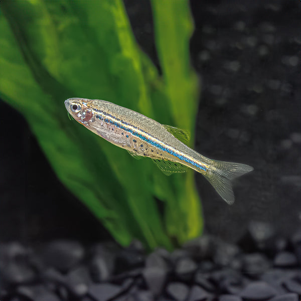 Discover the Charm of Dwarf Danio - Perfect Addition to Your Aquarium!