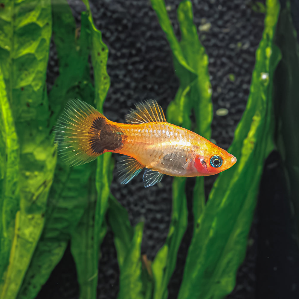 Freshwater Fish for Sale | Fresh water Fish at Flip Aquatics Page 10