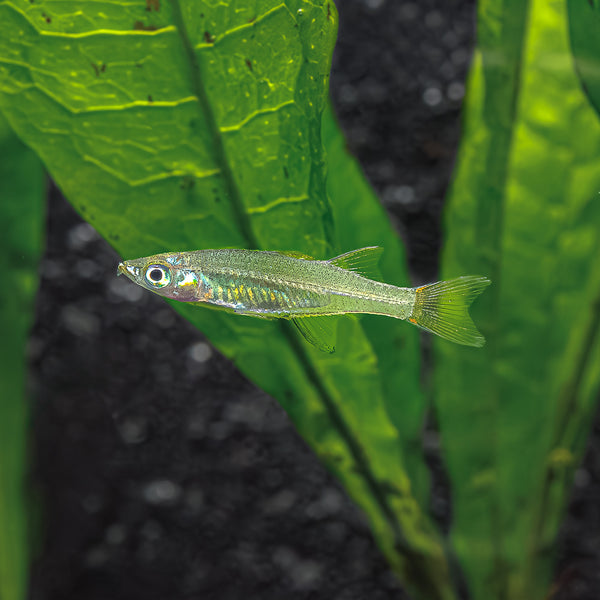 Threadfin Rainbowfish | Iriatherina Werneri