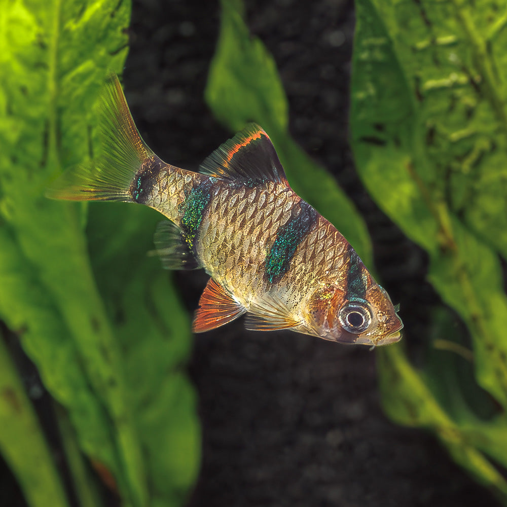 Green Tiger Barb Fish Tiger Barb Flip Aquatics