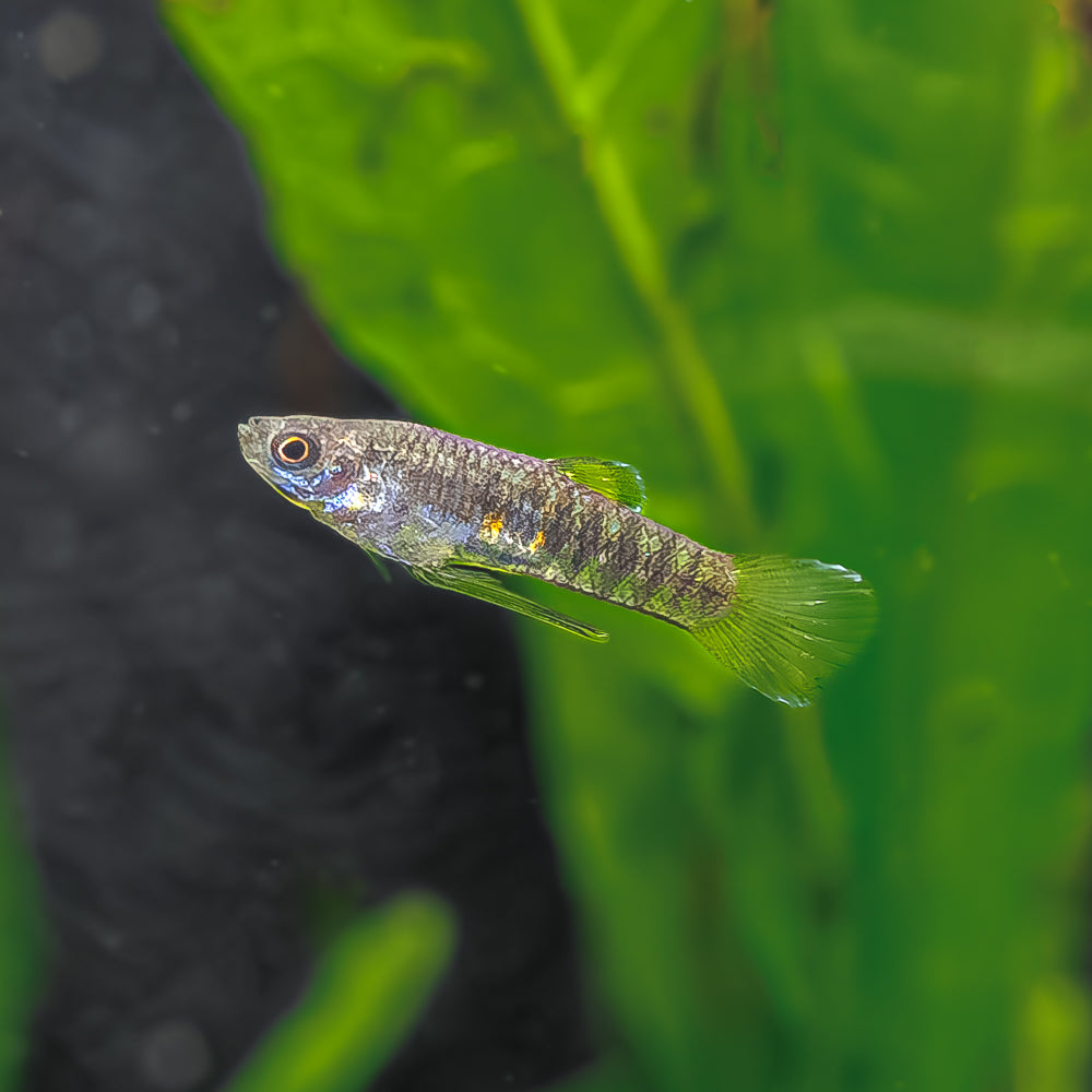 Tiger Teddy (Neoheterandria elegans) | Rare Livebearer Fish