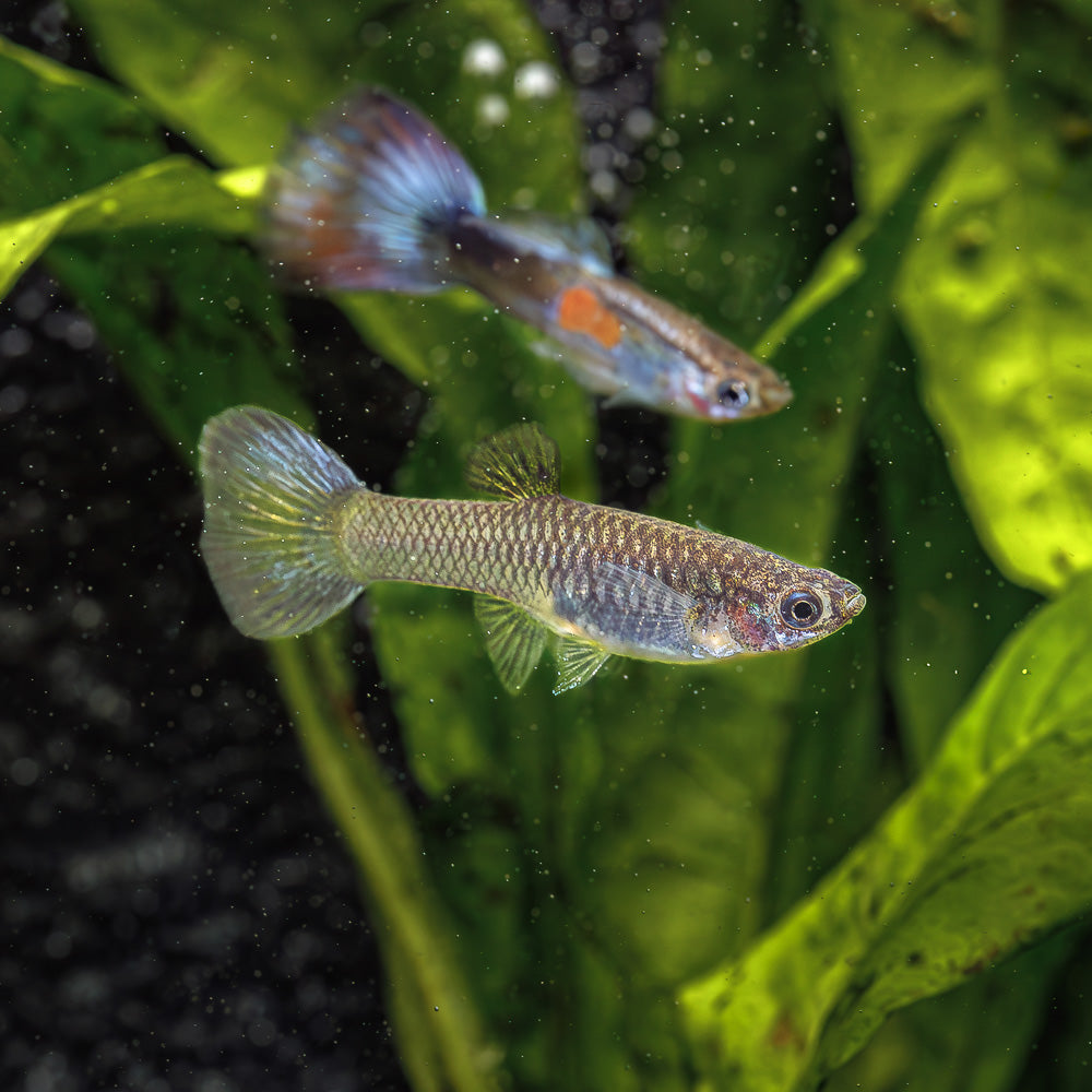 Variegated Blue Guppy