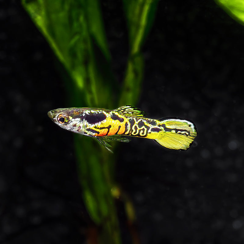Yellow Tiger Endler: Vibrant Livebearer for Your Aquarium